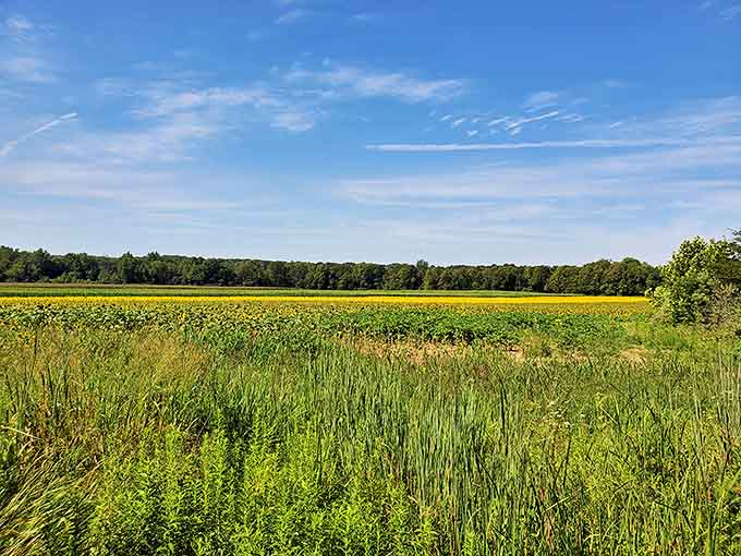 The wild meets the cultivated at field's edge, where prairie grasses frame the sunflower spectacle like nature's own perfect picture frame.