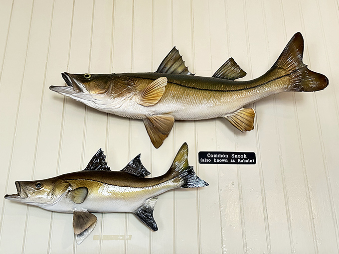 These mounted snook specimens might not be swimming anymore, but they perfectly showcase the prized game fish that draw anglers to these waters.