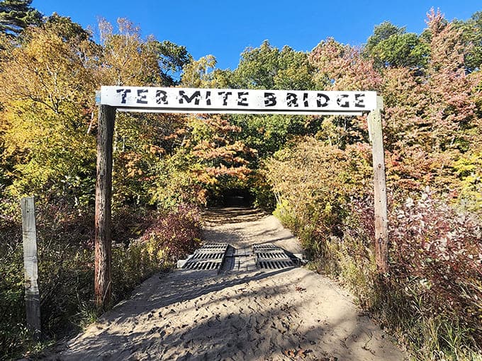 The rustic Termite Bridge welcomes hikers to cross between worlds, connecting the dense forest to the open dunes with charming simplicity.