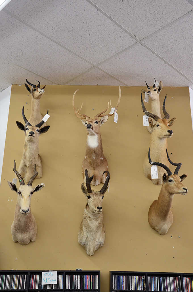 The taxidermy wall of fame &ndash; where majestic creatures forever frozen in time create the world's most unusual audience for your shopping adventure.