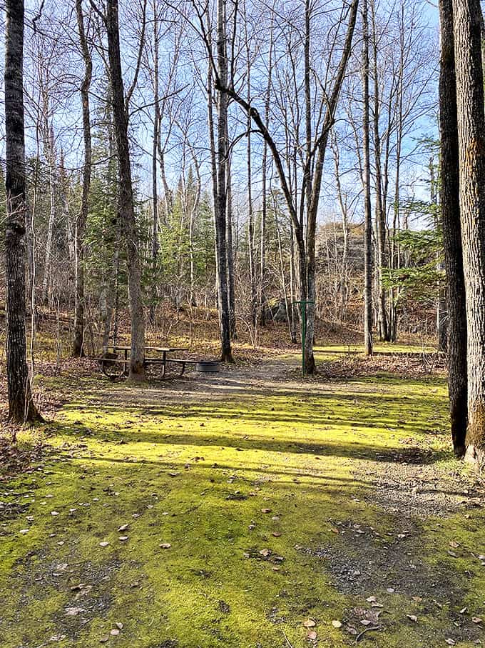 Early spring reveals the forest floor awakening, where even fallen leaves and moss create an artwork worthy of museum walls.