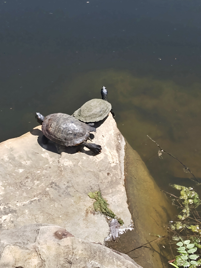Local residents enjoying their waterfront property. These turtles have mastered the art of sunbathing without the need for sunscreen.