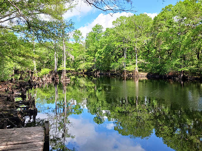 Withlacoochee River Park's mirror-like waters reflect cypress trees and blue skies, creating nature's perfect Instagram filter.