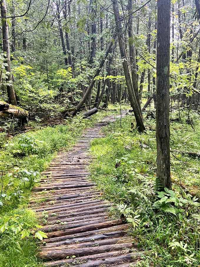 This wooden boardwalk trail offers passage through delicate wetlands &ndash; like nature's VIP access to ecosystems most feet never touch.
