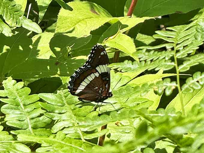 A white admiral butterfly takes a breather on vibrant green ferns, adding a delicate touch of winged artistry to the forest understory.