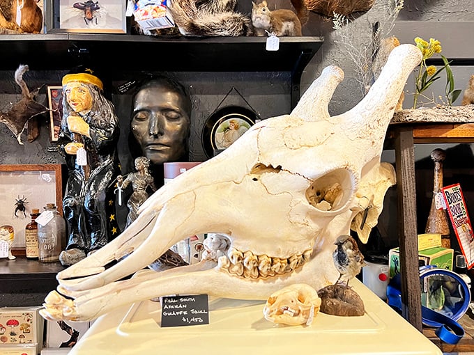 Giraffe skull: The impressive skull of a giraffe demonstrates nature's architectural genius. Those teeth could tell some stories about African savannas!