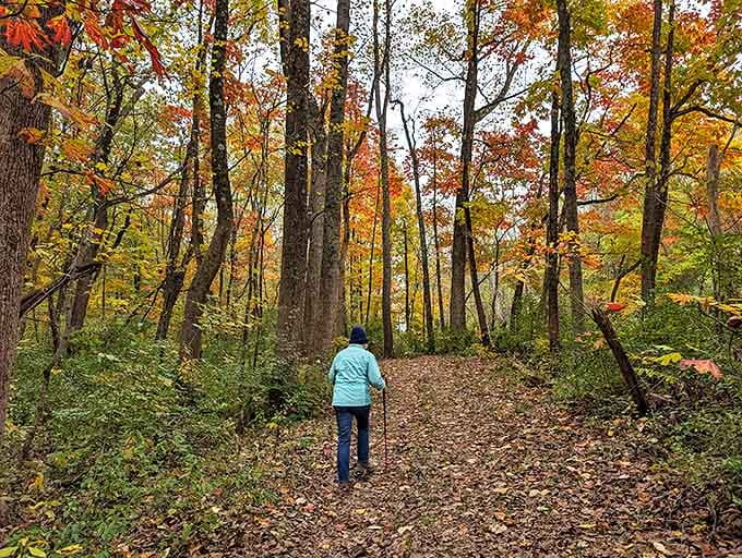 Autumn's paintbrush transforms ordinary trails into extraordinary journeys through a kaleidoscope of falling gold and crimson.
