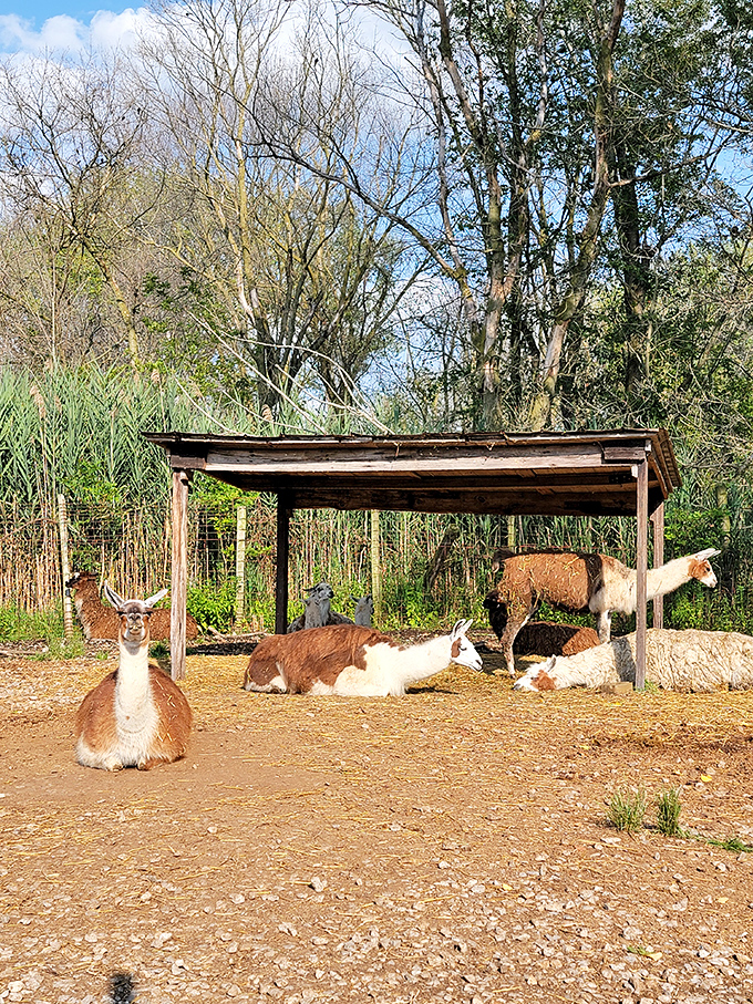 Llamas lounge in their shaded shelter, maintaining that perfect balance of aloof curiosity that makes these animals so endearing.