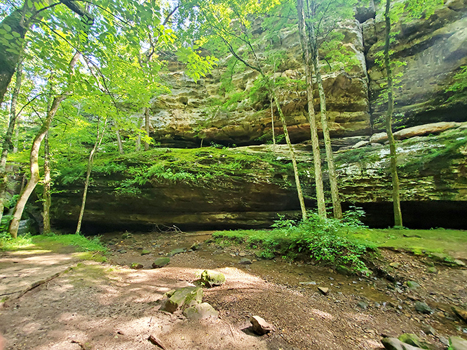 Natural Rock Formation: Marvel at the massive, moss-covered sandstone bluffs that make southern Illinois such a unique and breathtaking place to explore.