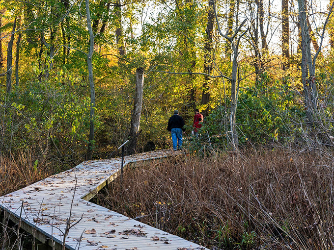 North Pond's boardwalk invites visitors to explore wetland ecosystems teeming with birds, frogs, and the occasional camera-shy turtle.