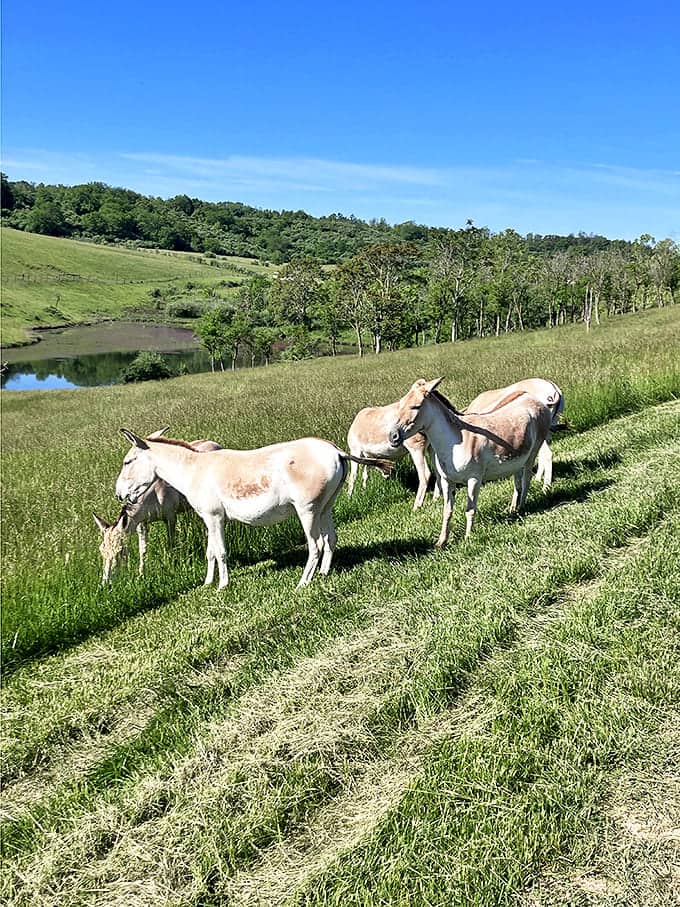Wild onagers graze peacefully on hillside grasses, their rare presence a living testament to The Wilds' crucial conservation mission.