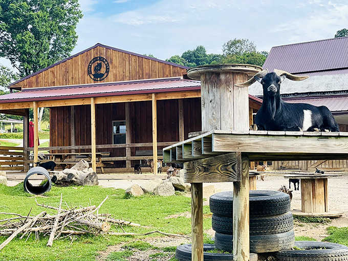 The black and white goat has clearly found the best spot in the house – a perfect perch to survey his kingdom.