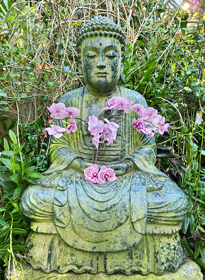 Pretty Orchids: Delicate pink orchid blooms frame a weathered Buddha statue, creating a moment of zen amid the garden's lush abundance.