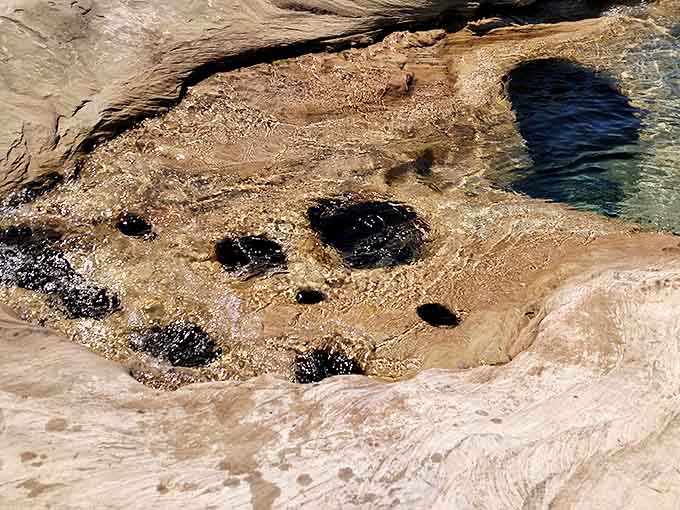 Nature's own infinity pools dot the rock face, each one a miniature ecosystem carved by centuries of patient water work.