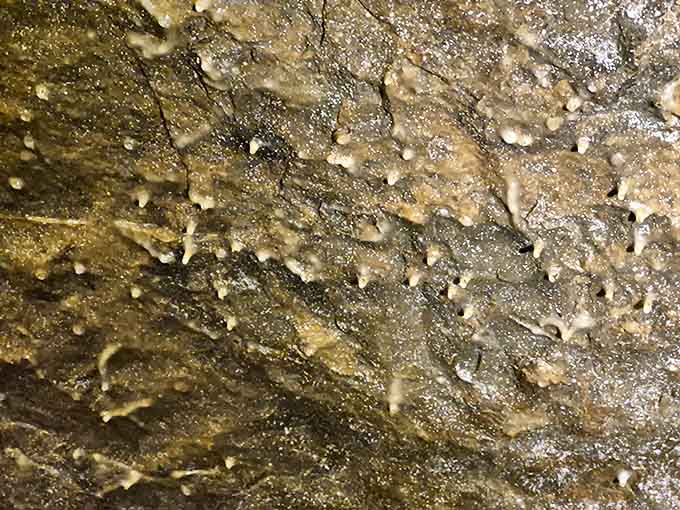 These tiny stalactites look like nature's chandeliers in miniature. Each droplet adding to their size with the patience only geology can afford.