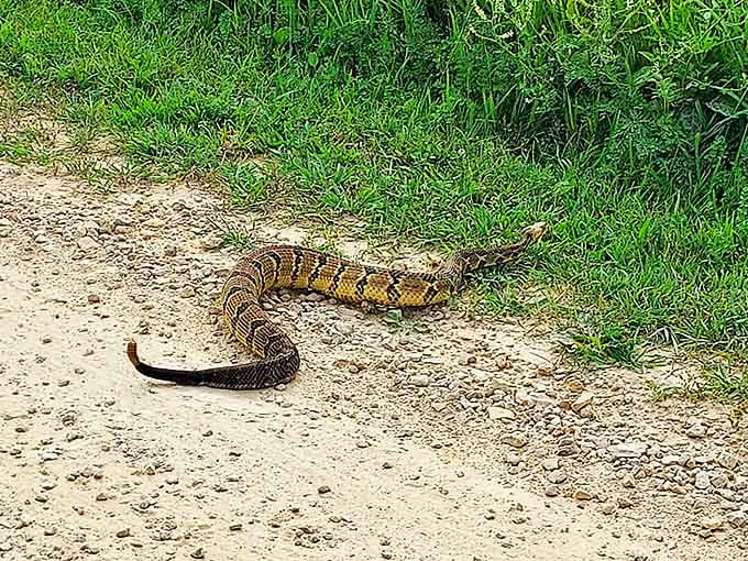 A timber rattlesnake offers a gentle reminder that you're in their living room now &ndash; best to admire from a respectful distance.