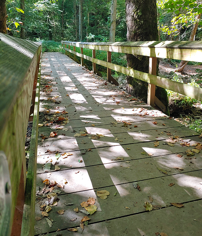 This wooden boardwalk isn't just practical &ndash; it's nature's red carpet, inviting you deeper into the green embrace of the forest.