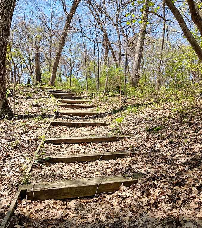 Wooden steps ascending through the forest like nature's stairway to heaven, each tread worn smooth by countless adventurous souls.