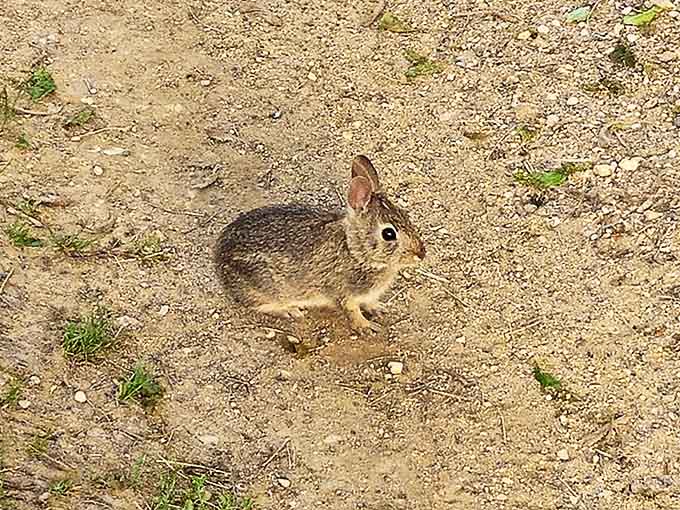 "Excuse me, do you have a moment to talk about prairie conservation?" This cottontail seems ready for a serious discussion.