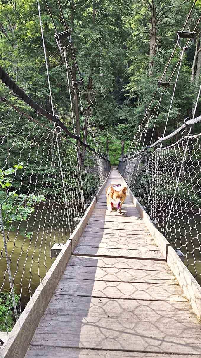 This happy pup conquers the suspension bridge with more confidence than most humans, proving dogs make the best hiking companions.