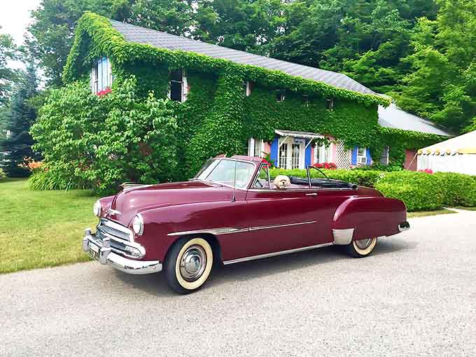 That vintage Chevrolet convertible isn't just transportation—it's a burgundy time capsule on wheels, perfectly complementing the ivy-covered backdrop.