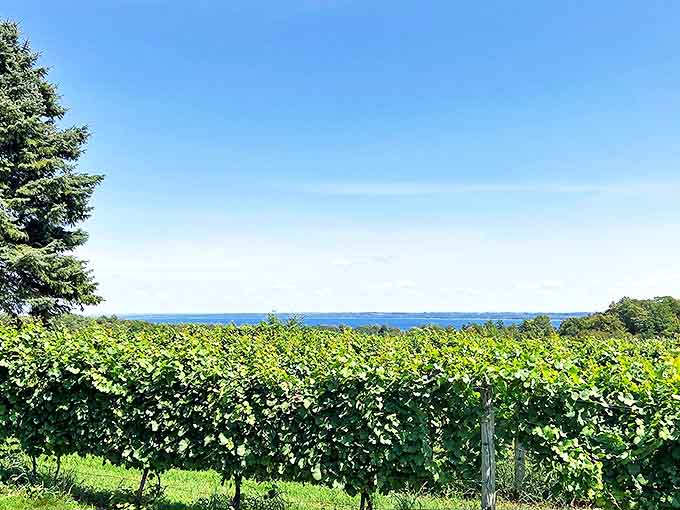 Ciccone Vineyard captures Michigan's unexpected wine country magic &ndash; rows of vines stretching toward the blue horizon of Grand Traverse Bay.