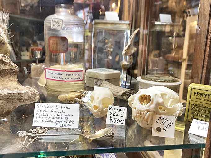 Collection of oddities: From kitten skulls to vintage jewelry, this display case offers a microcosm of the shop's "something for everyone with unusual tastes" philosophy.
