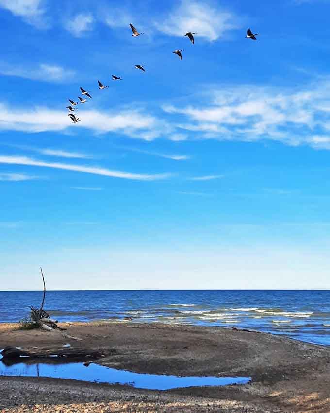 Morning's aerial ballet &ndash; geese chart their course across Delaware Park's pristine skies, nature's perfect formation flying.