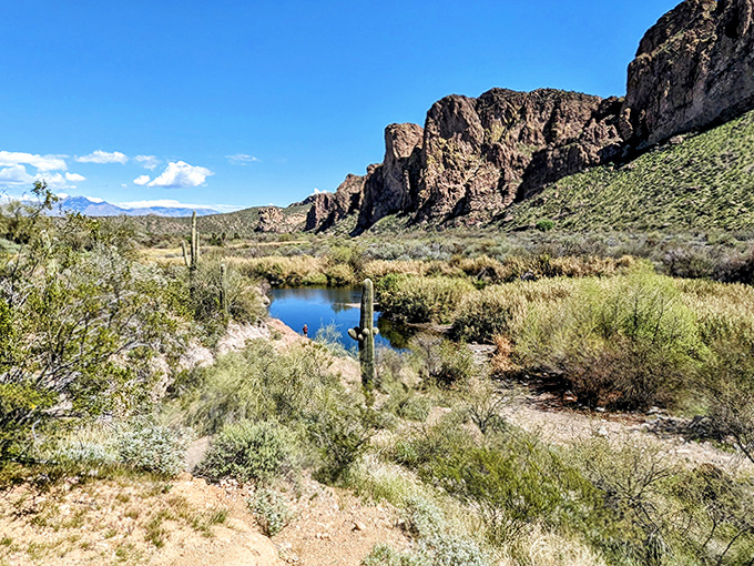 Desert meets oasis in this postcard-perfect scene where cacti and water coexist in a geographical relationship that shouldn't work but gloriously does.