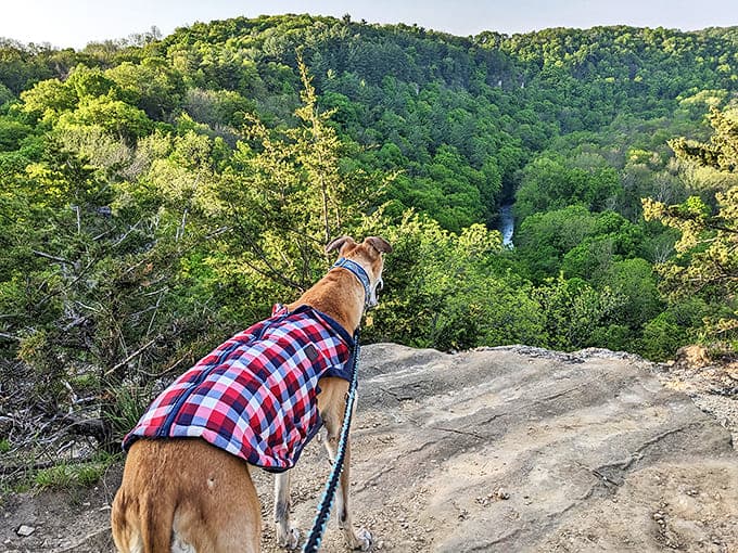Even dogs appreciate the view at Whitewater &ndash; this plaid-clad pup contemplating life's big questions from a scenic overlook.