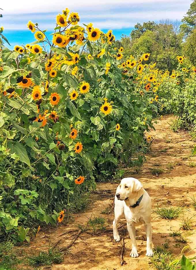 Four-legged visitors appreciate the sunflower experience too &ndash; this curious canine explorer seems to be contemplating which path to investigate next.