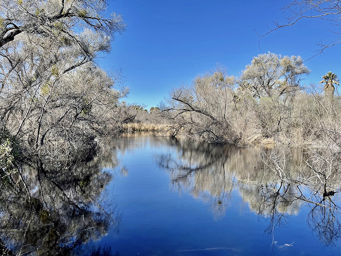 The Hassayampa River creates a lush riparian oasis that contrasts beautifully with the surrounding Sonoran Desert landscape.