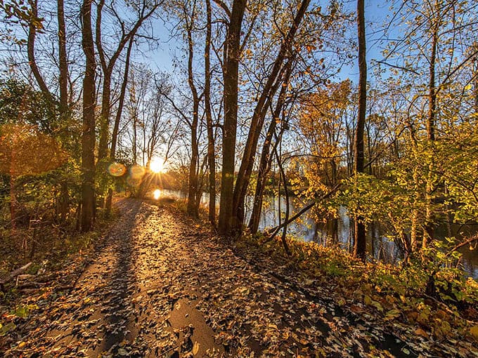 Morning light filters through autumn leaves, turning an ordinary trail section into a golden pathway that practically begs for contemplative walking.
