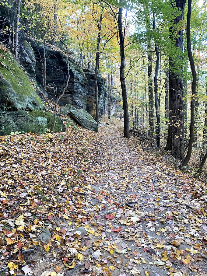 Fall's colorful carpet transforms the forest floor into a painter's palette &ndash; Mother Nature showing off her artistic side.