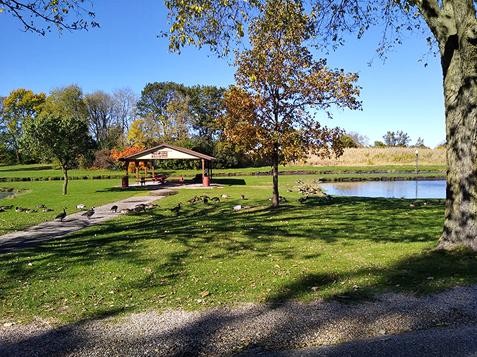 Lincoln Park provides a peaceful green retreat where ducks paddle contentedly and picnic tables await families seeking simple outdoor pleasures.
