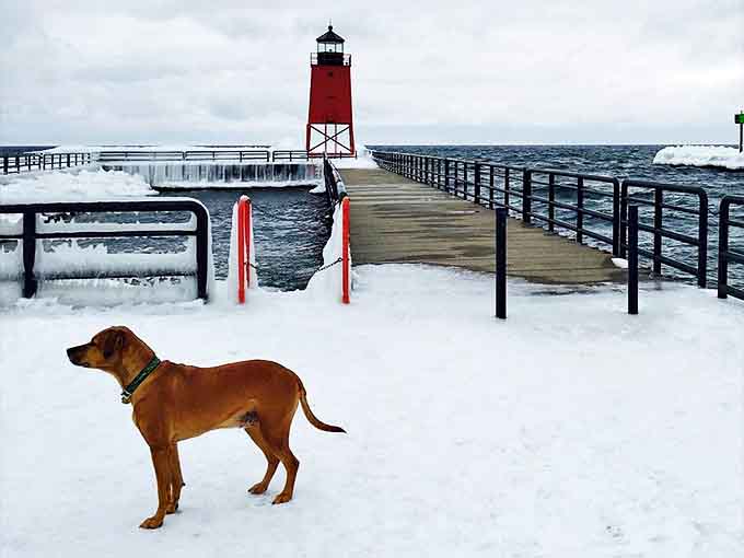 Even the dogs know Charlevoix's lighthouse is worth braving winter for &ndash; that's dedication to sightseeing you can't teach!