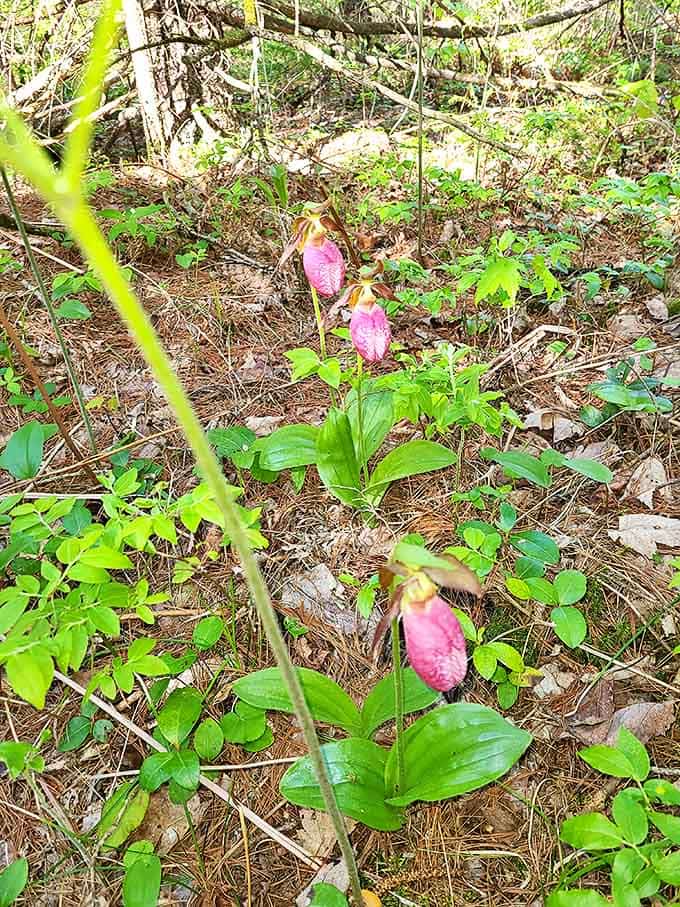 The rare pink lady's slipper orchid &ndash; Michigan's version of finding a unicorn in the forest. Worth the hike just for this!