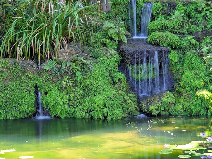 Water trickles over moss-covered rocks in a gentle symphony that makes expensive sound machines seem utterly pointless.