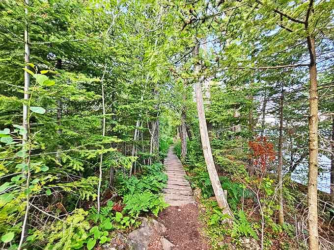 Pathway: Nature's invitation to adventure &ndash; a wooden boardwalk cutting through lush greenery that practically whispers "follow me to something wonderful."