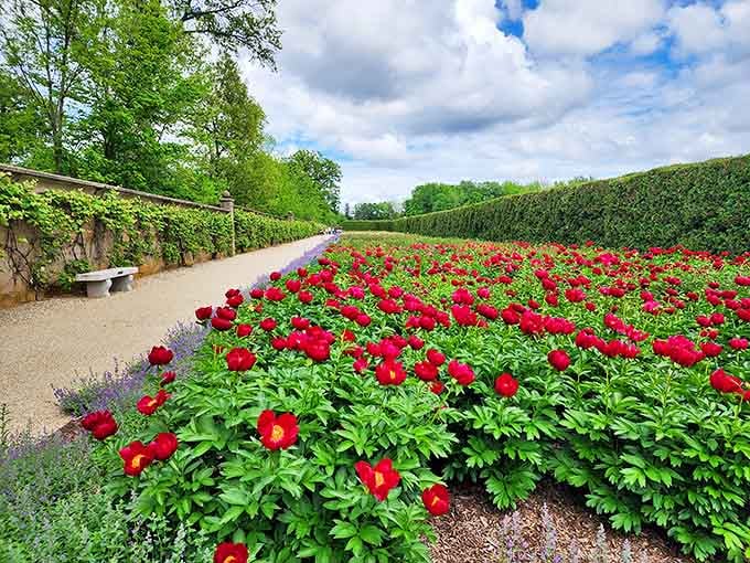 Peony Garden: These crimson blooms aren't just flowers&mdash;they're nature's exclamation points, shouting "SPRING!" in the most elegant way possible.