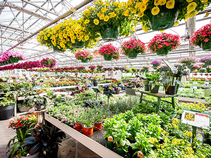 The greenhouse bursts with hanging baskets and bedding plants, a kaleidoscope of colors that makes even notorious plant-killers believe in horticultural second chances.