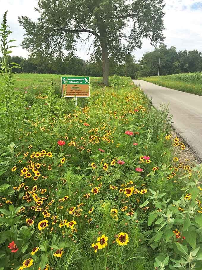 Nature puts on a show at Shawnee Prairie Preserve, where wildflowers dance in the breeze and hiking trails beckon visitors to discover what's around the next bend.