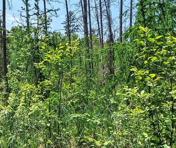 Summer's lush greenery creates a verdant paradise, where every shade of green imaginable competes for your attention.