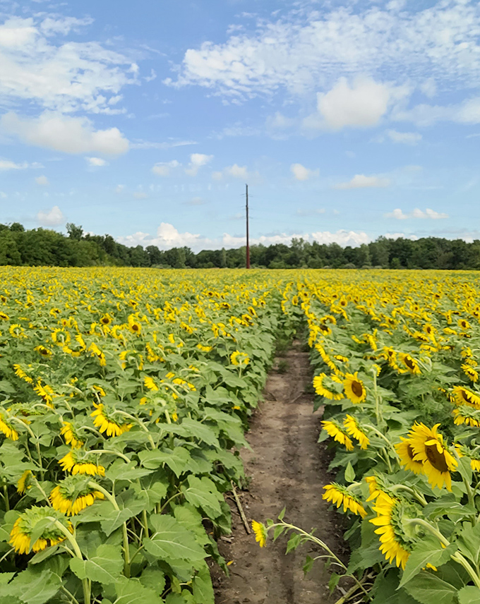 Rows upon rows of nodding sunflowers create nature's most cheerful labyrinth, inviting explorers to wander among golden giants.