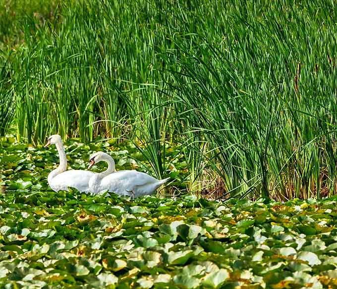 Swans: Royal residents of the lily pads glide through their kingdom with the confidence of creatures who know they're photogenic from every angle.