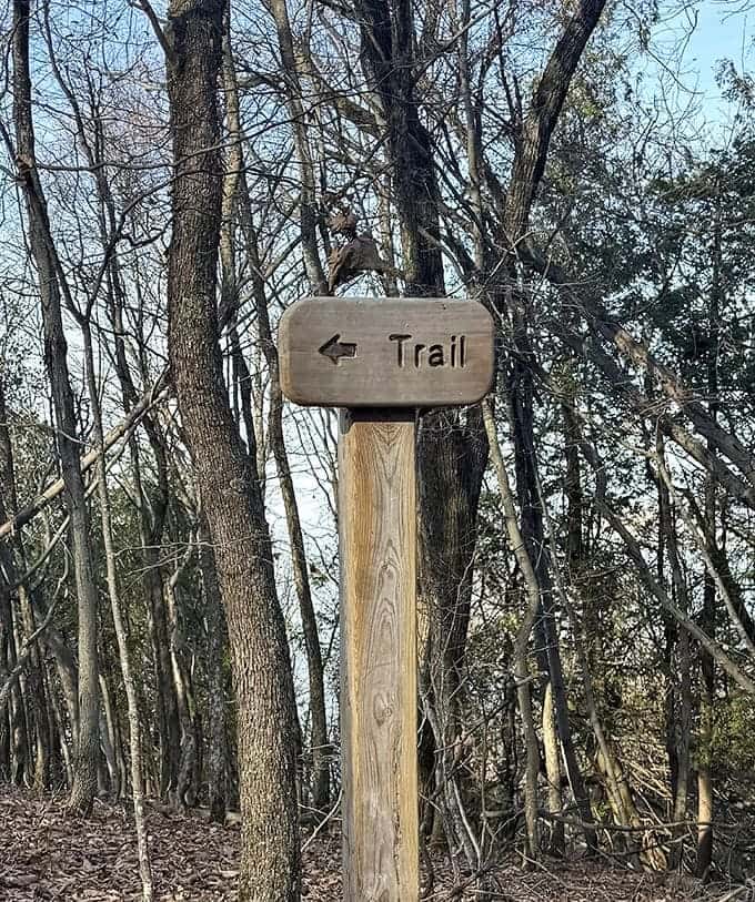 Trail markers keep you on track through the forest, because getting lost would mean missing that spectacular overlook waiting at the end.