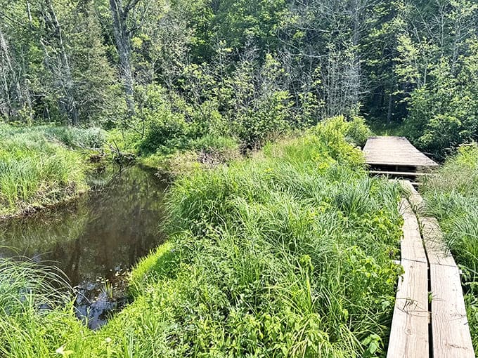 This humble wooden walkway proves that the best paths in life aren't paved &ndash; they're thoughtfully placed planks guiding you through marshy wisdom.