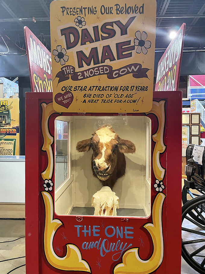Daisy Mae, the famous two-nosed cow, still draws curious onlookers decades after her performing days &ndash; some stars never fade, even the bovine ones.