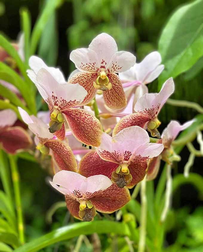 Vanda: These spectacular orchids, with their intricate patterns and vibrant colors, look like nature's own jewelry &ndash; botanical gemstones hanging in plain sight.