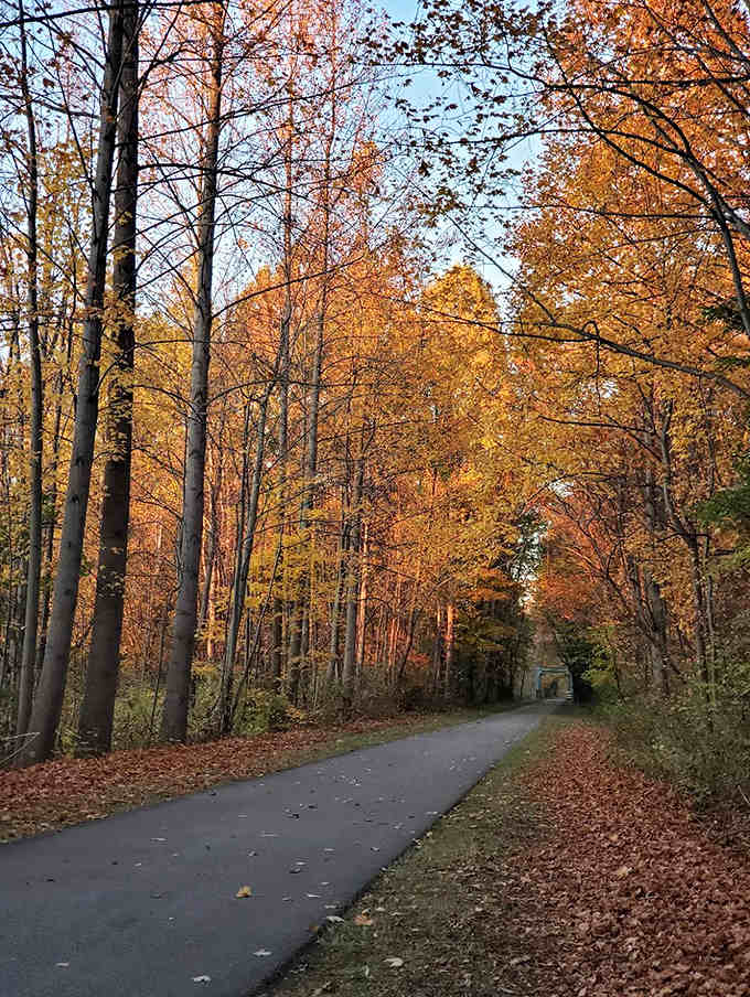 Autumn transforms the Western Reserve Greenway Trail into a golden corridor. Former railroad tracks now lead cyclists through nature's seasonal art show.